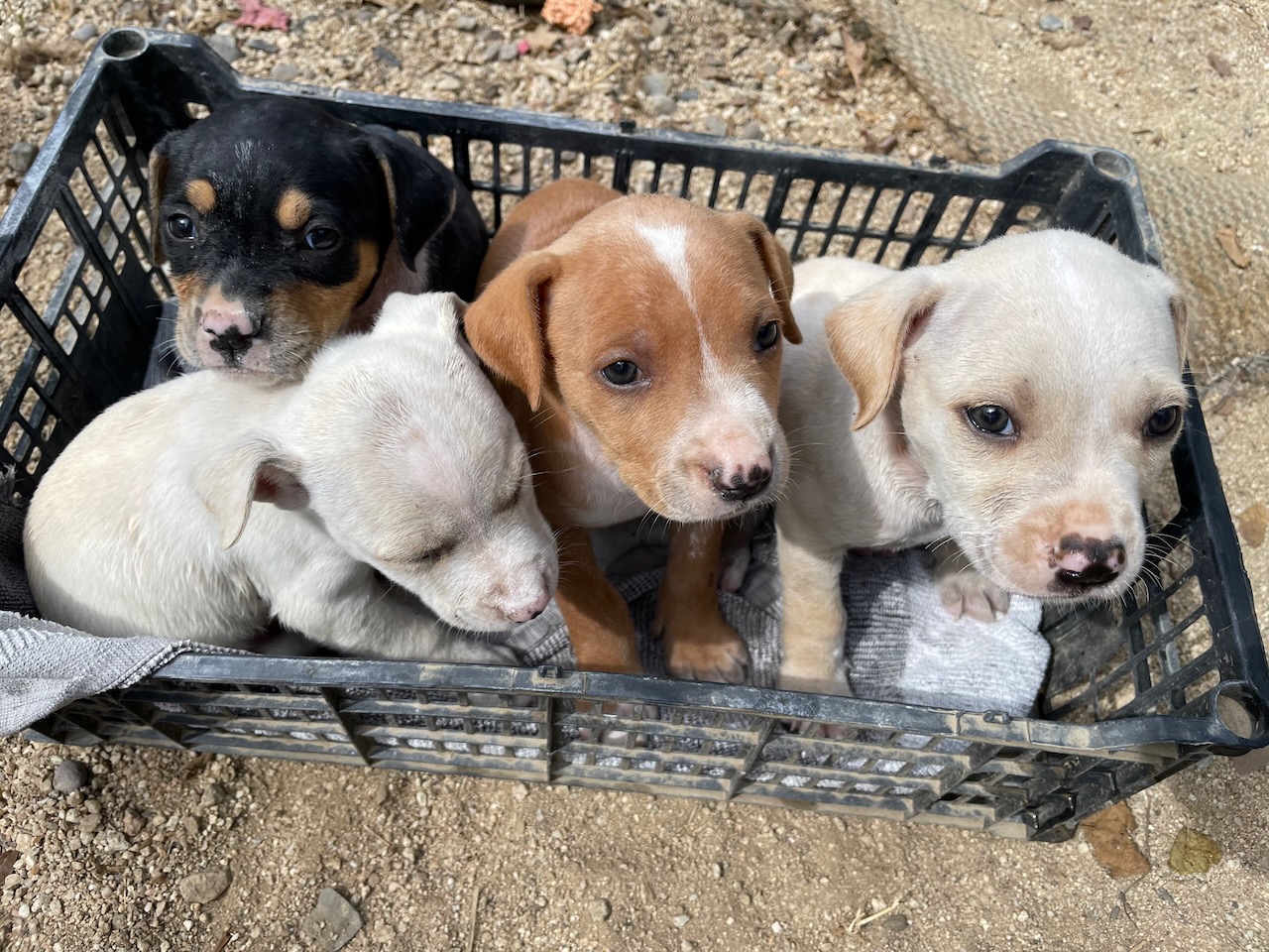 Bennie – Adopt Me! – Sheila Moon